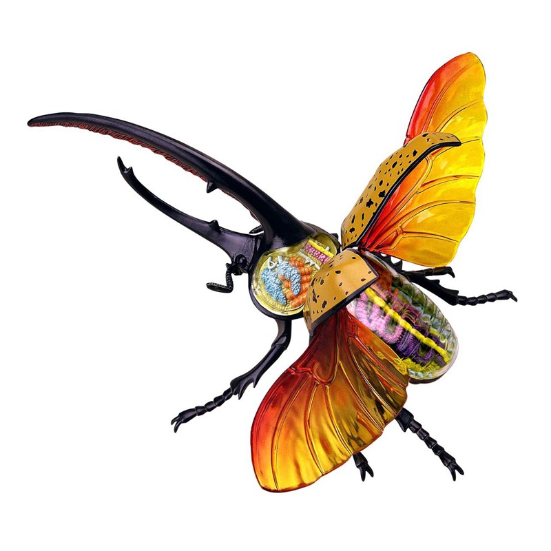 26108 4D Vision Hercules Beetle Anatomy Model