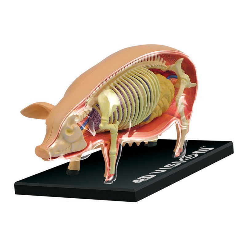26102 4D Vision Pig Anatomy Model