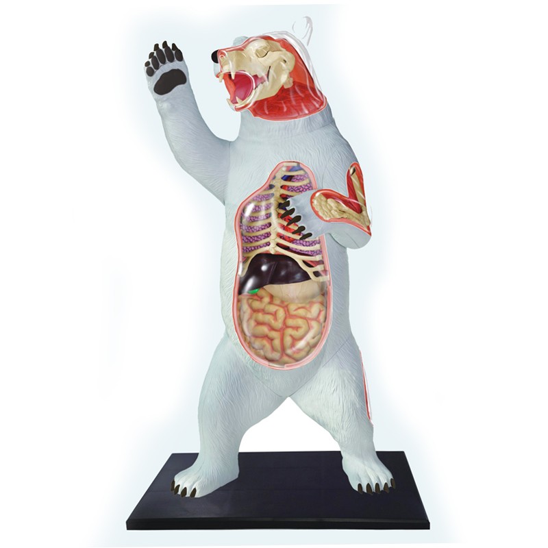 26097 4D Vision Polar Bear Anatomy Model