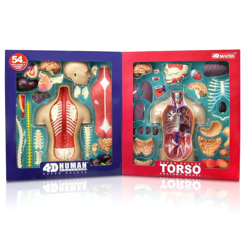26080 4D Super Deluxe Human Anatomy Torso Model