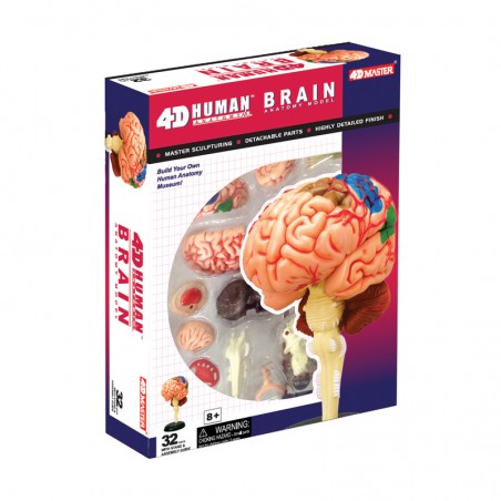 26056 4D Human Brain Anatomy Model