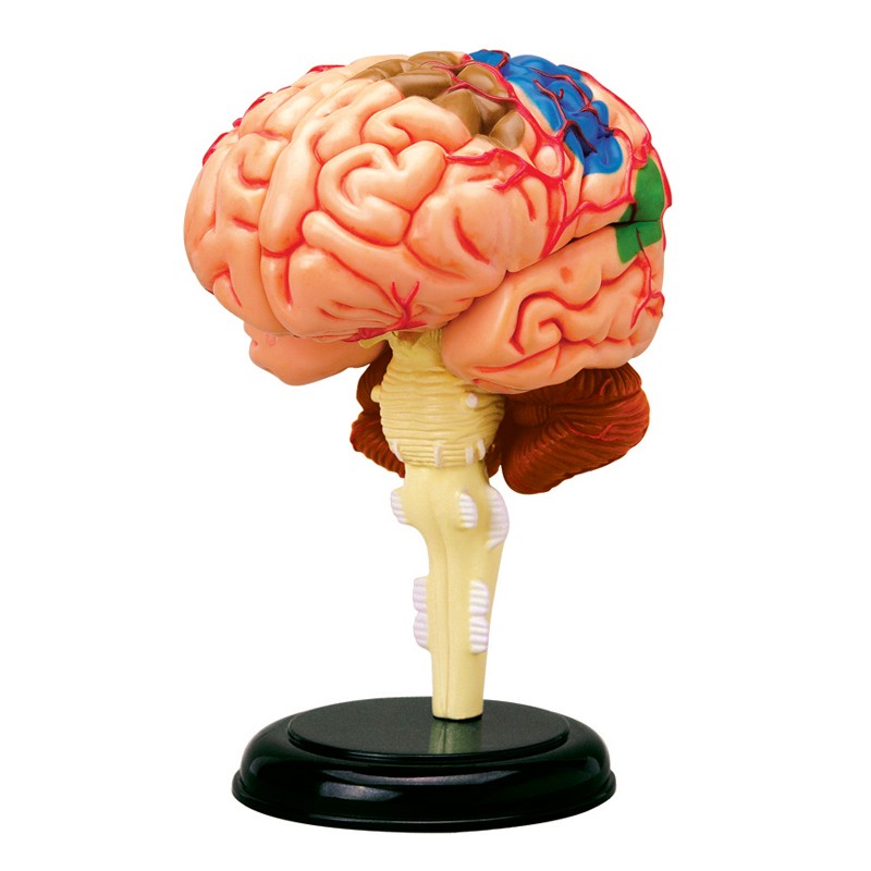 26056 4D Human Brain Anatomy Model