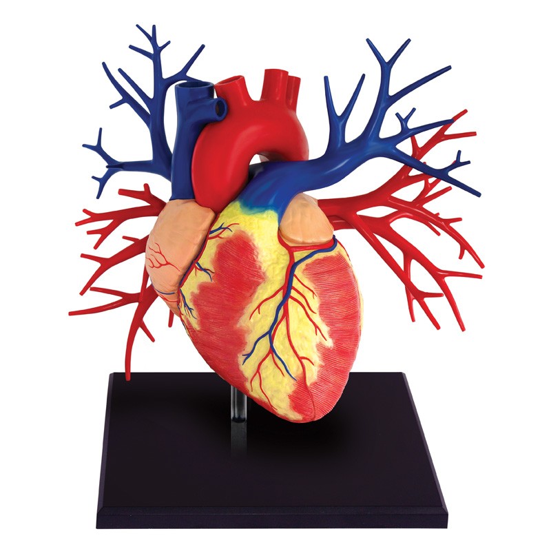 26081 4D Human Deluxe Heart Anatomy Model