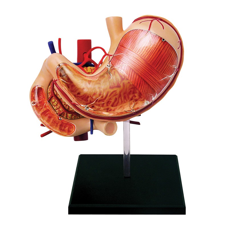26065 4D Human Stomach Anatomy Model