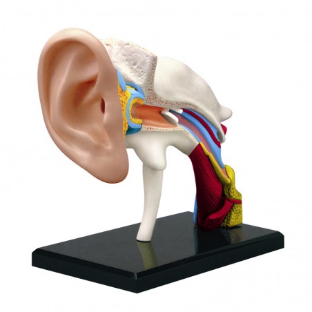 26055 4D Human Ear Anatomy Model
