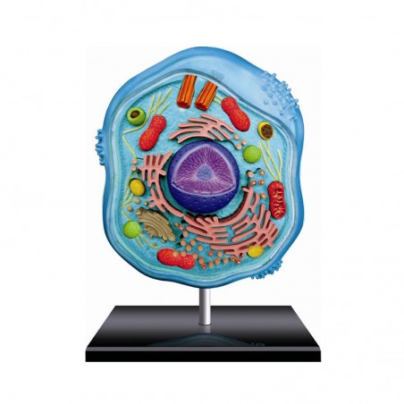 26700 4D Science Animal Cell Anatomy Model
